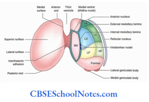 Thalamus, Metathalamus And Epithalamus Notes - CBSE School Notes