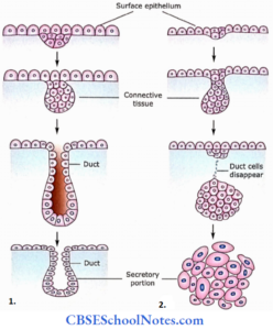 Types Of Epithelial Tissue Notes - CBSE School Notes
