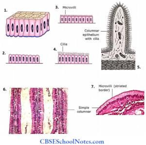 Types Of Epithelial Tissue Notes - CBSE School Notes