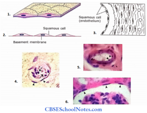 Types Of Epithelial Tissue Notes - CBSE School Notes