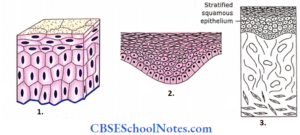 Types Of Epithelial Tissue Notes - CBSE School Notes