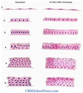Types Of Epithelial Tissue Notes - CBSE School Notes