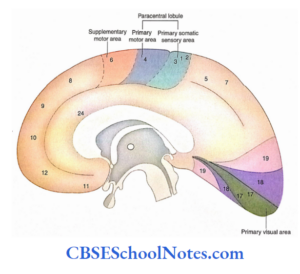 Functional Cerebral Areas Of Cerebral Cortex Notes - CBSE School Notes
