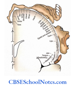 Functional Cerebral Areas Of Cerebral Cortex Notes - CBSE School Notes