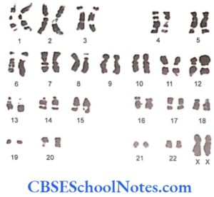Classification Of Human Chromosomes Notes - CBSE School Notes