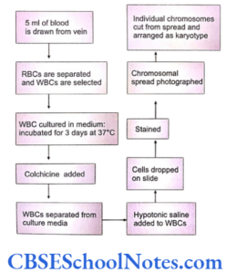 Classification Of Human Chromosomes Notes - CBSE School Notes