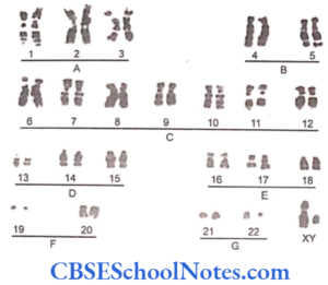 Classification Of Human Chromosomes Notes - CBSE School Notes