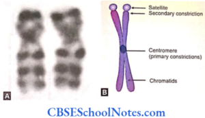 Classification Of Human Chromosomes Notes - CBSE School Notes