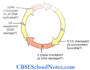 Genetics Of Cancer Notes - CBSE School Notes