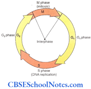 Genetics Of Cancer Notes - CBSE School Notes