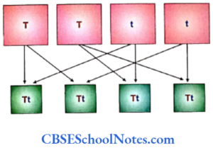Mendel's Laws Of Inheritance Notes - CBSE School Notes
