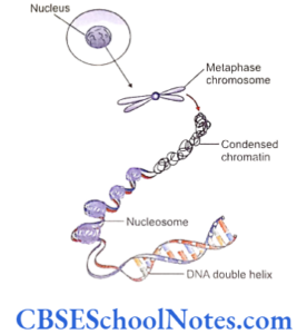 Structure Of DNA And RNA Notes - CBSE School Notes