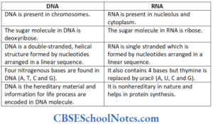 Structure Of DNA And RNA Notes - CBSE School Notes