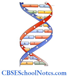 Structure Of DNA And RNA Notes - CBSE School Notes