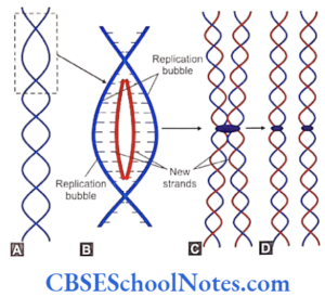 Structure Of DNA And RNA Notes - CBSE School Notes