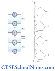 Structure Of DNA And RNA Notes - CBSE School Notes