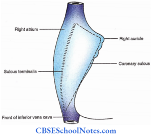 Bones Of Thorax Notes - cbseschoolnotes.com