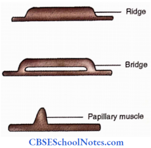 Bones Of Thorax Notes - CBSE School Notes