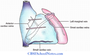 Bones Of Thorax Notes - CBSE School Notes