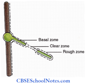 Bones Of Thorax Notes - CBSE School Notes