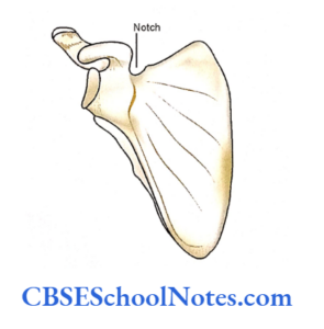 Human Osteology Introduction - CBSE School Notes