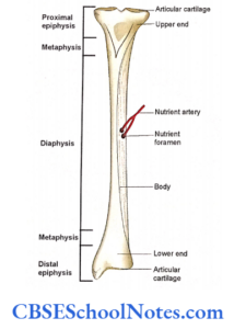 Human Osteology Introduction - CBSE School Notes