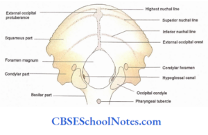 Human Osteology Introduction - CBSE School Notes