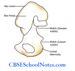 Human Osteology Introduction - CBSE School Notes