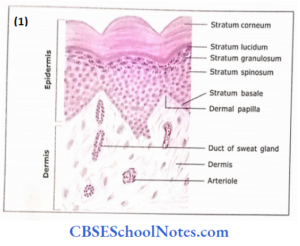 Histology of Integumentary system Notes - CBSE School Notes