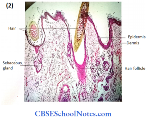 Histology of Integumentary system Notes - CBSE School Notes