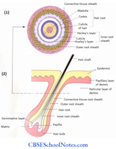 Histology of Integumentary system Notes - CBSE School Notes