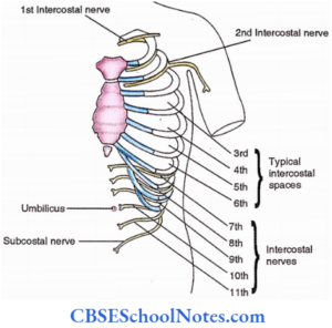 Bones Of Thorax Notes - cbseschoolnotes.com