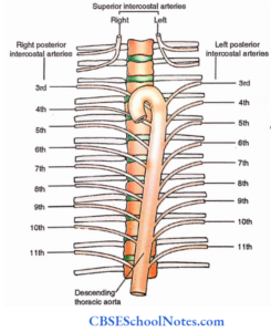 Bones Of Thorax Notes - CBSE School Notes