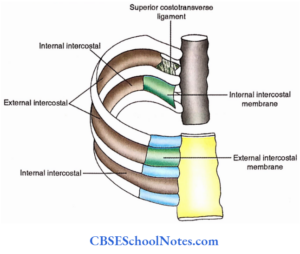 Bones Of Thorax Notes - cbseschoolnotes.com