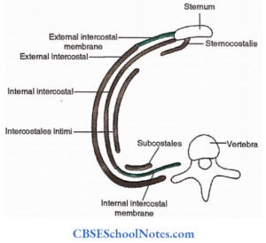 Bones Of Thorax Notes - cbseschoolnotes.com