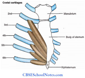 Bones Of Thorax Notes - cbseschoolnotes.com