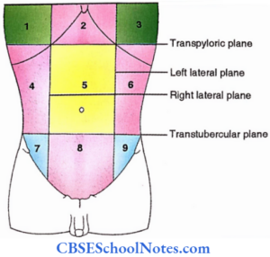Bones of the Abdomen Notes - CBSE School Notes