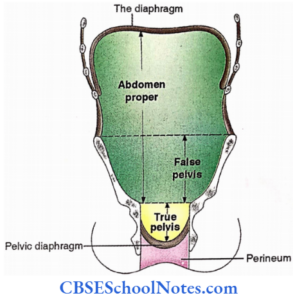 Bones of the Abdomen Notes - CBSE School Notes