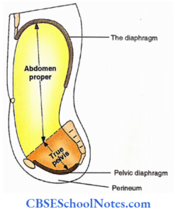 Bones of the Abdomen Notes - CBSE School Notes
