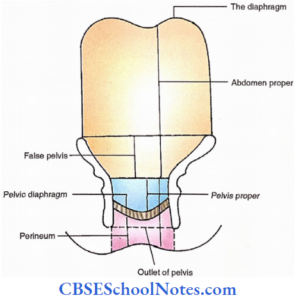 Pelvis Anatomy Notes - CBSE School Notes