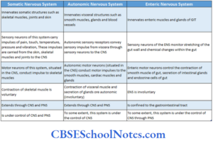 Nervous System - Functions and Classifications Notes - CBSE School Notes