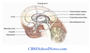 Limbic System - Components, Functions Notes - CBSE School Notes