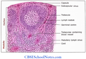 Lymphatic System: Definition, Anatomy, Function and Classification ...