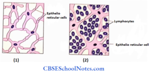 Lymphatic System: Definition, Anatomy, Function and Classification ...