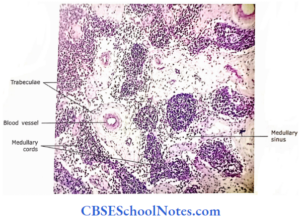 Lymphatic System: Definition, Anatomy, Function and Classification ...
