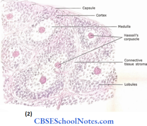 Lymphatic System: Definition, Anatomy, Function and Classification ...