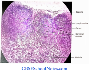 Lymphatic System: Definition, Anatomy, Function and Classification ...