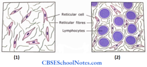 Lymphatic System: Definition, Anatomy, Function and Classification ...