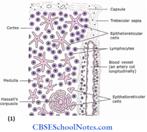 Lymphatic System: Definition, Anatomy, Function and Classification ...