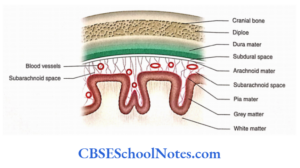 Meninges And Cerebrospinal Fluid Notes - CBSE School Notes